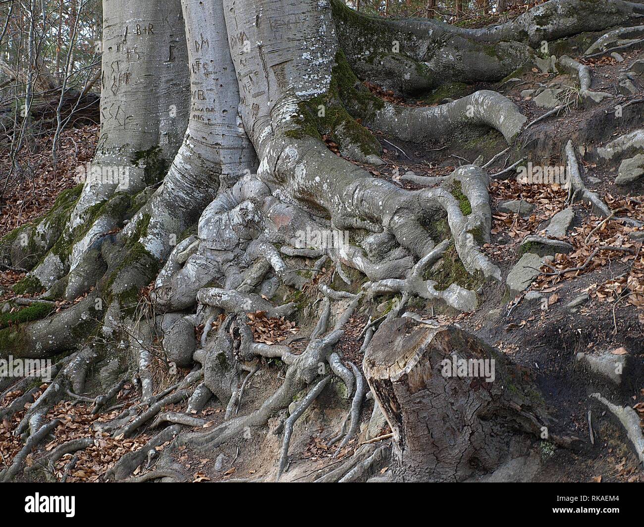 Long roots hi-res stock photography and images - Alamy