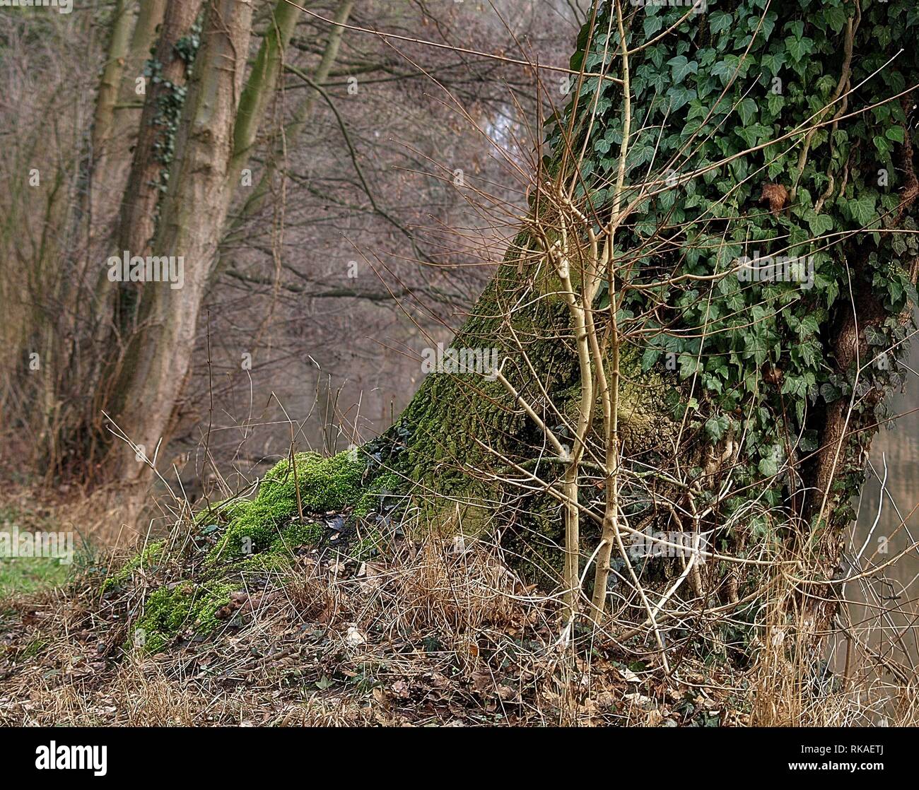 Beautiful meadow with trees at Erft river in Germany Stock Photo - Alamy