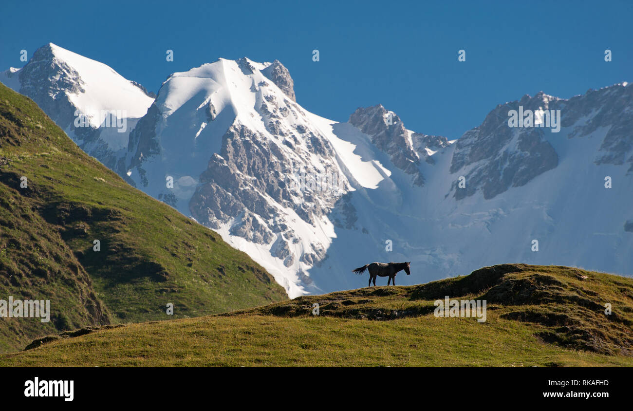 View of Georgia's highest peak, Mt Shkhara (5201 metres) , from Ushguli ...