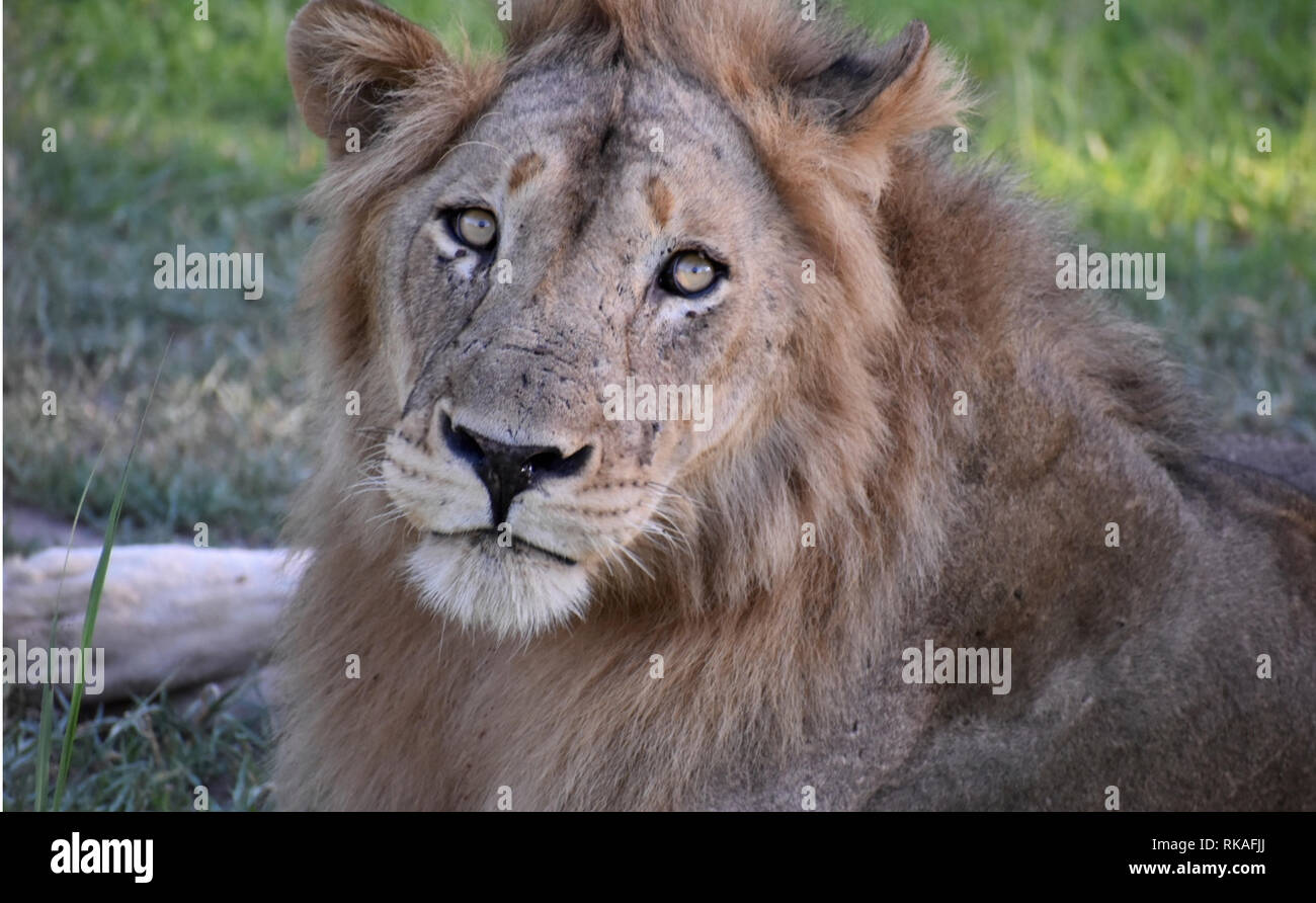 lion, sitting and posing for a picture Stock Photo - Alamy