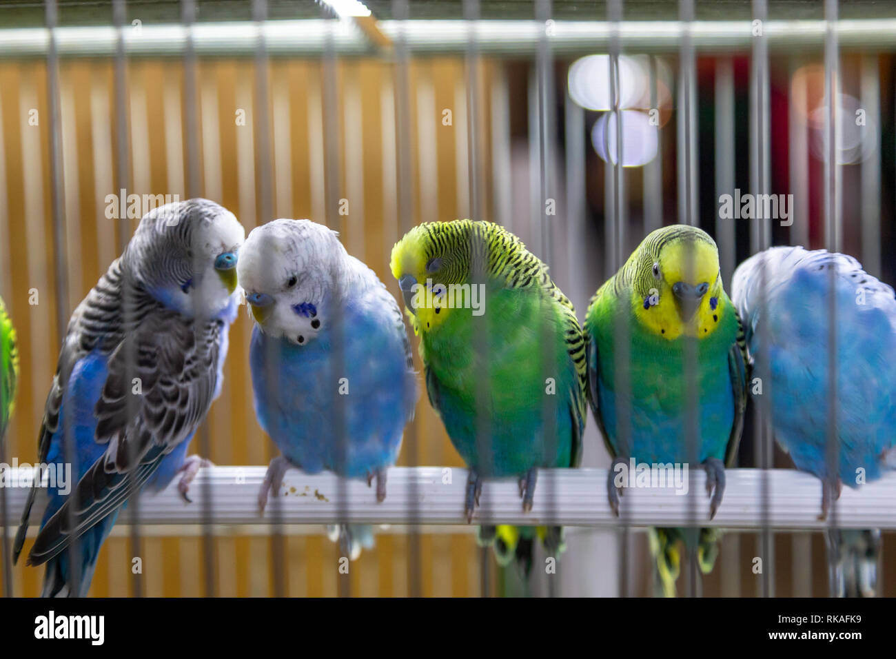 small colored decor birds in cage Stock Photo - Alamy
