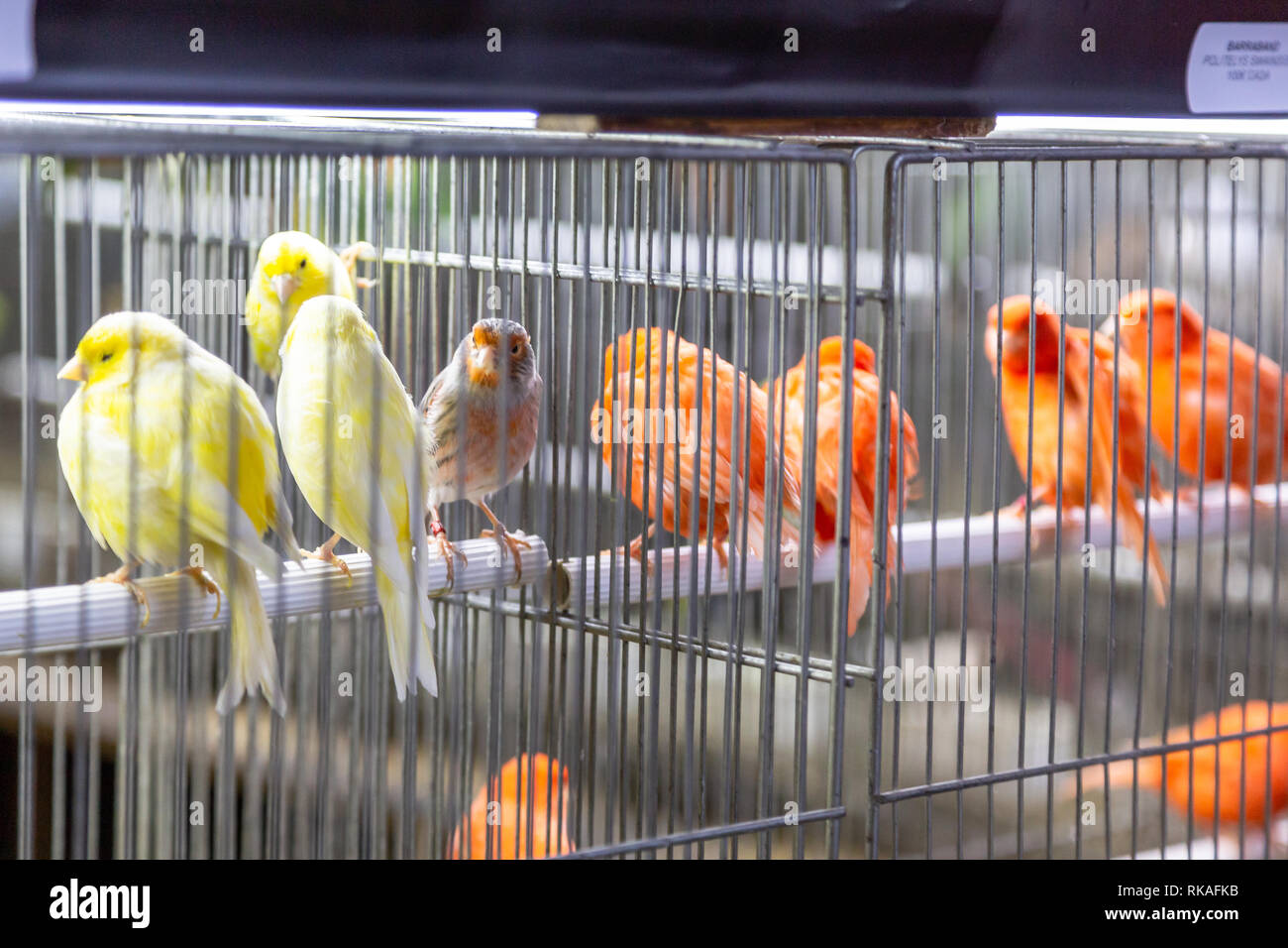 small colored decor birds in cage Stock Photo - Alamy
