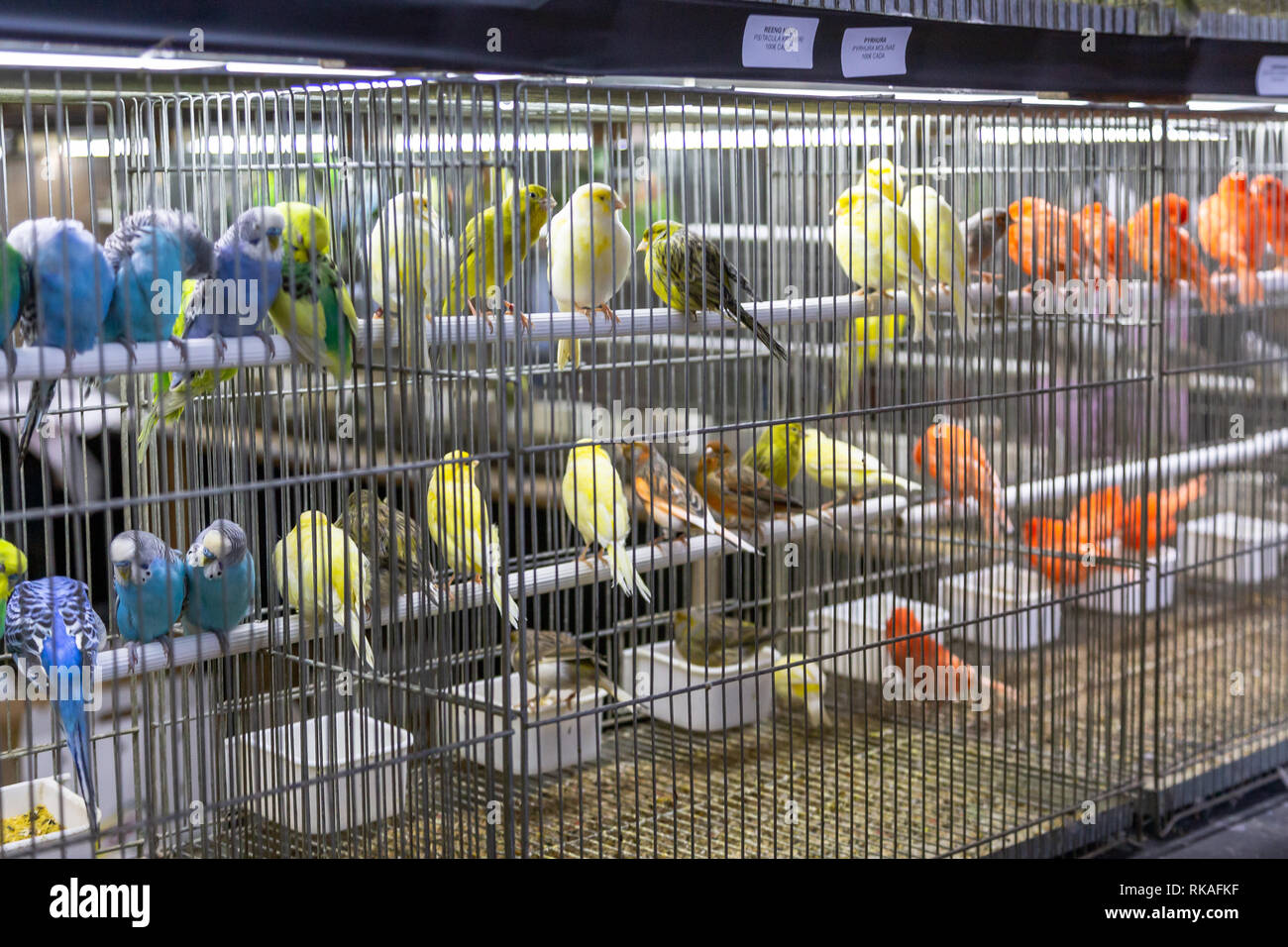 small colored decor birds in cage Stock Photo - Alamy