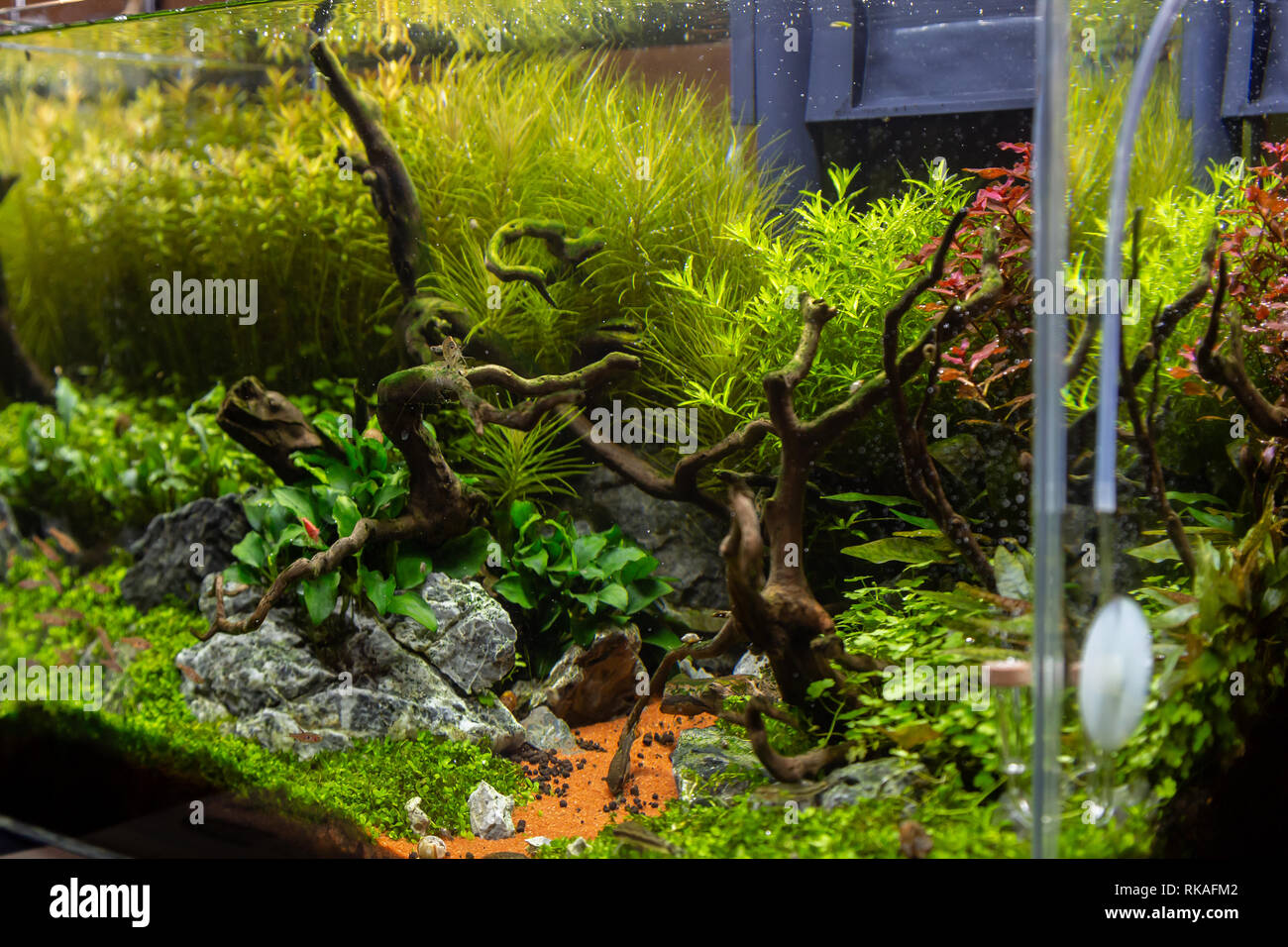 Small aquarium hi-res stock photography and images - Alamy