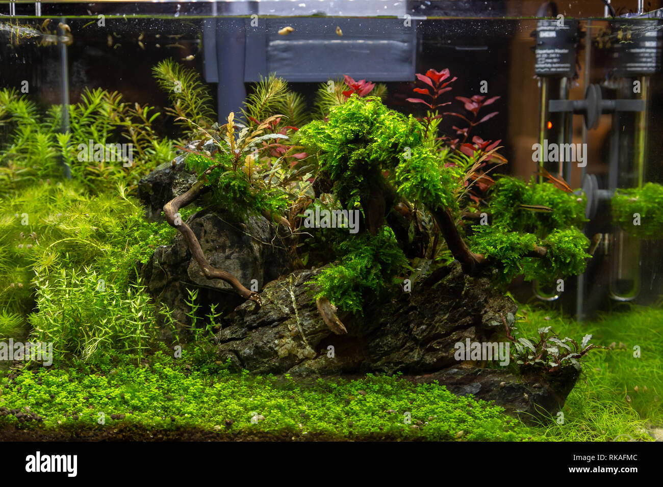 Small aquarium for inerior decoration with plants Stock Photo - Alamy