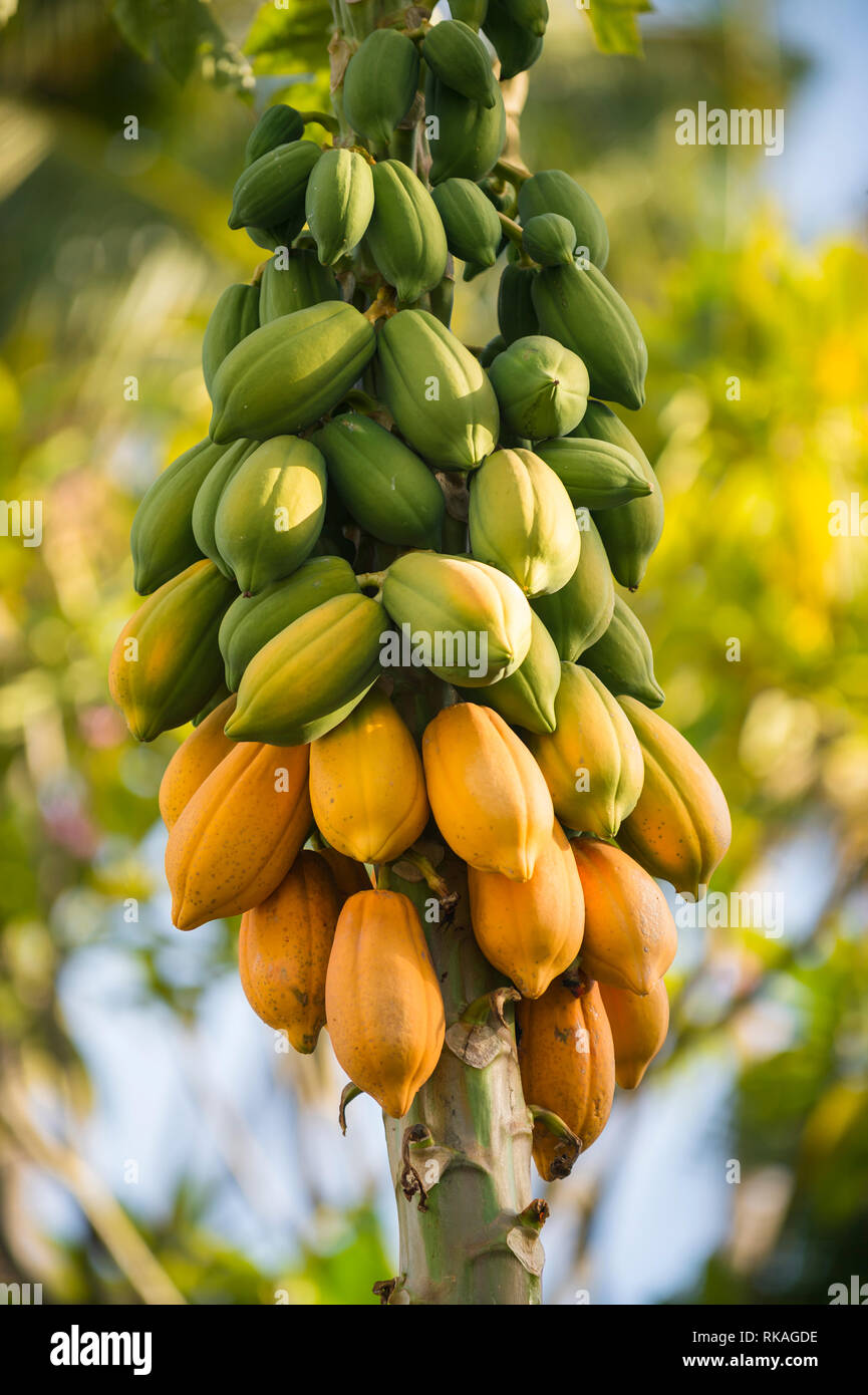 Bunch of fresh papayas in varying stages of ripeness hanging around a ...