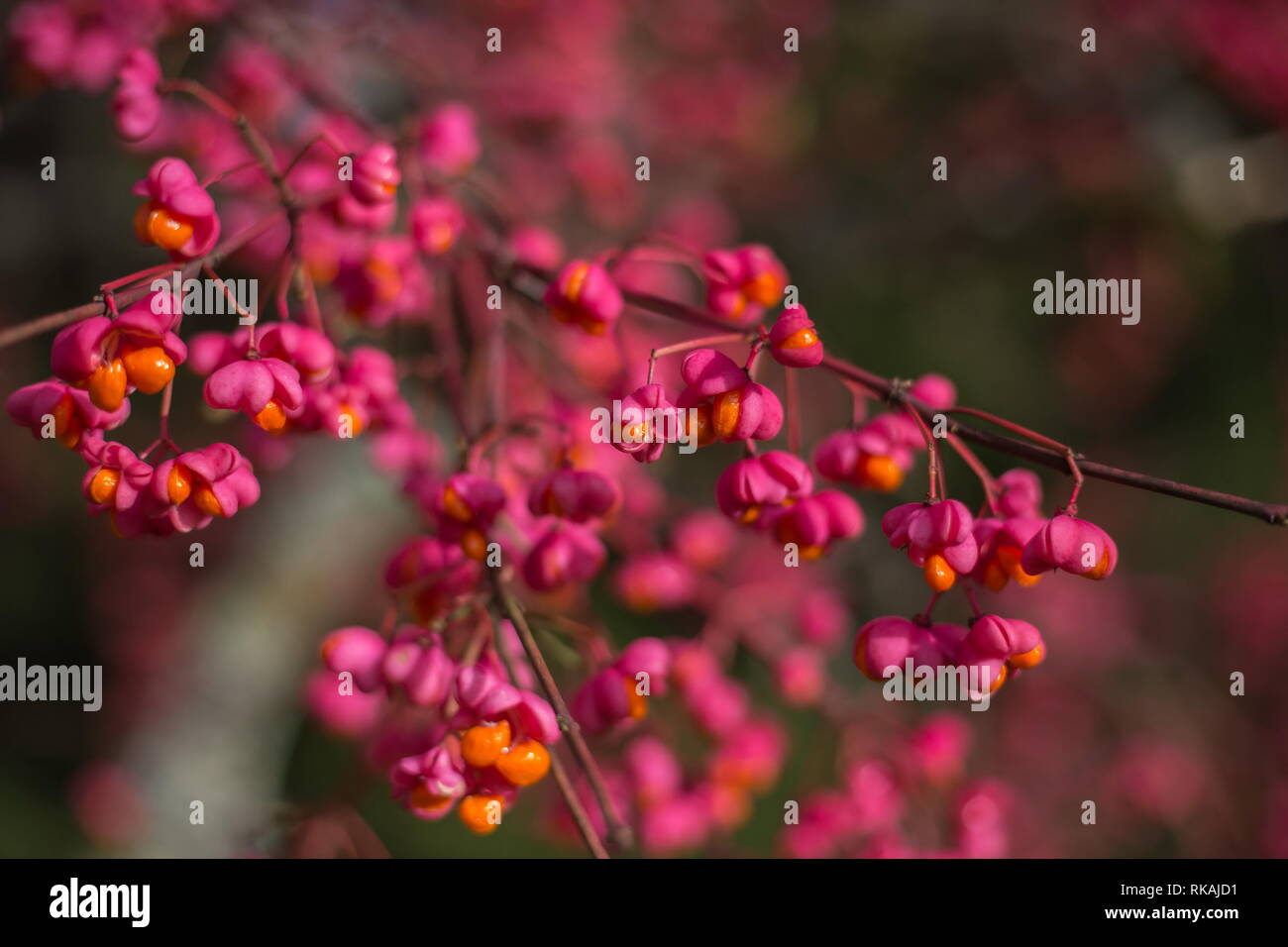 Spindle tree grow hi-res stock photography and images - Alamy