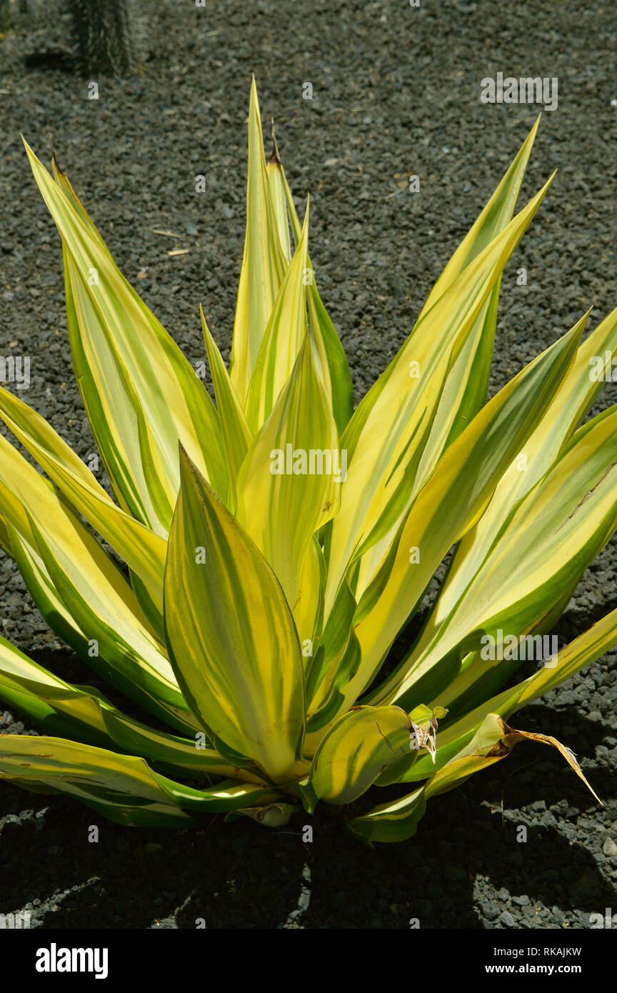 Agave americana variegata hi-res stock photography and images - Alamy