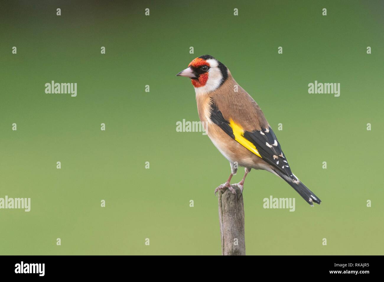 European goldfinch wing hi-res stock photography and images - Alamy