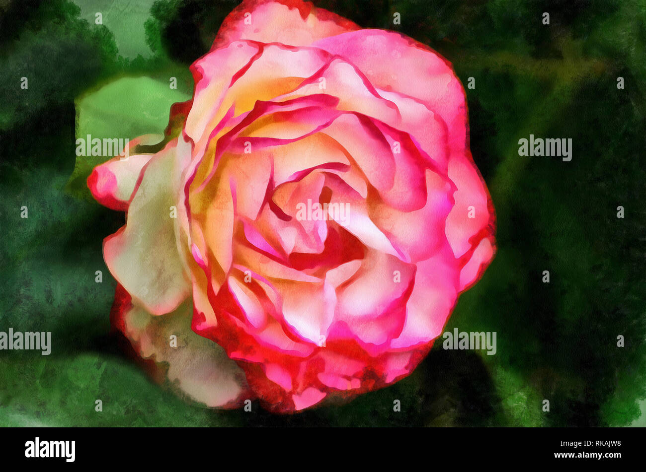 Illustrations Flowers roses, rose ( Latin Rosa Stock Photo - Alamy