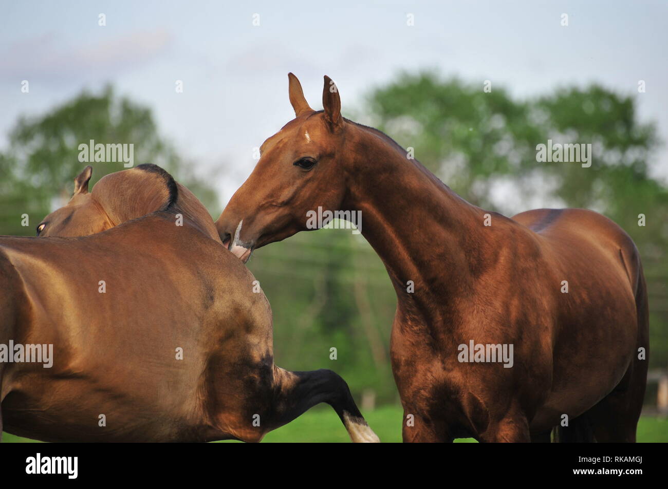 Horses standing next to each other hi-res stock photography and images ... Horses standing next to each other hi-res stock photography and images ...