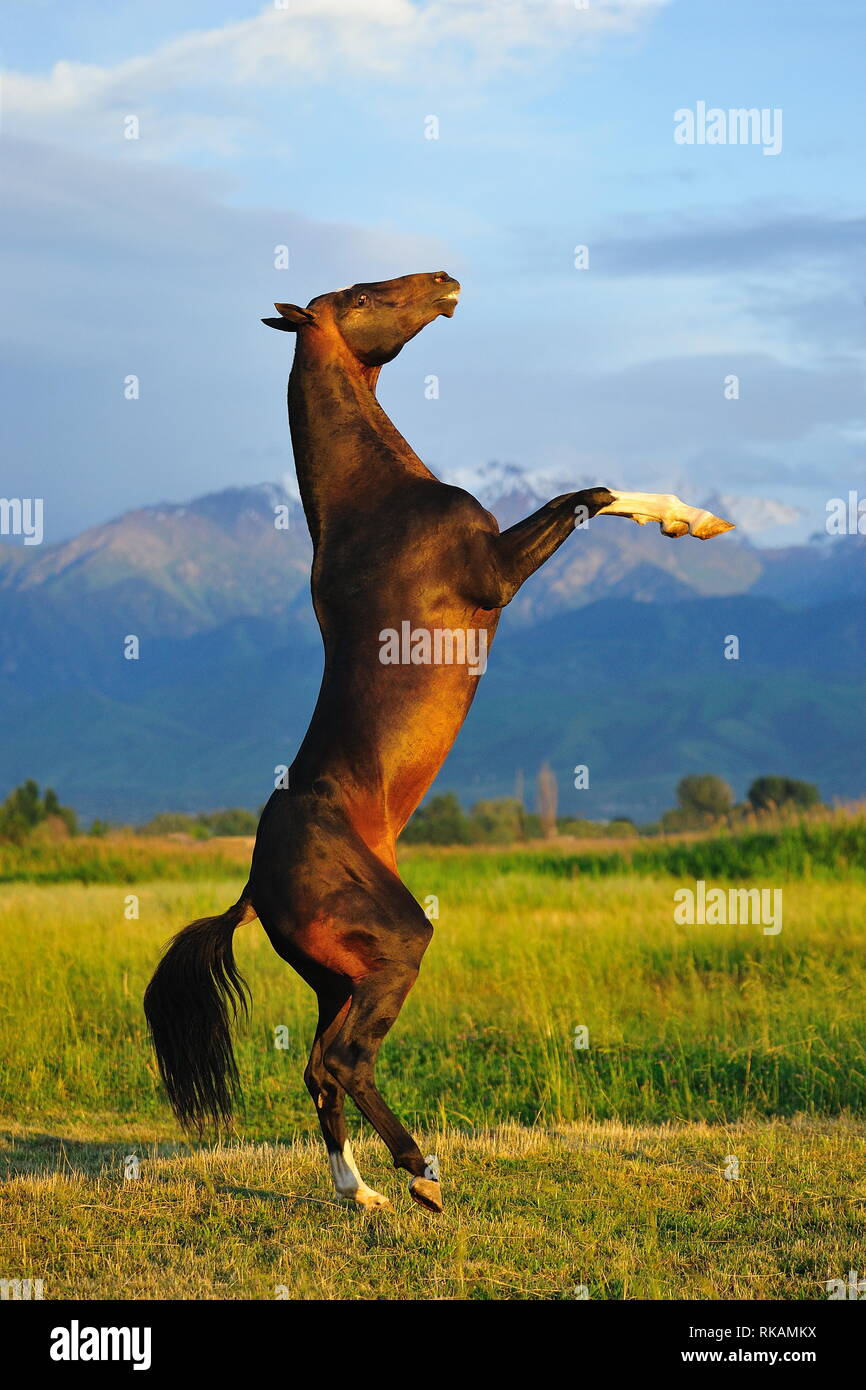 Strong hind leg hi-res stock photography and images - Alamy