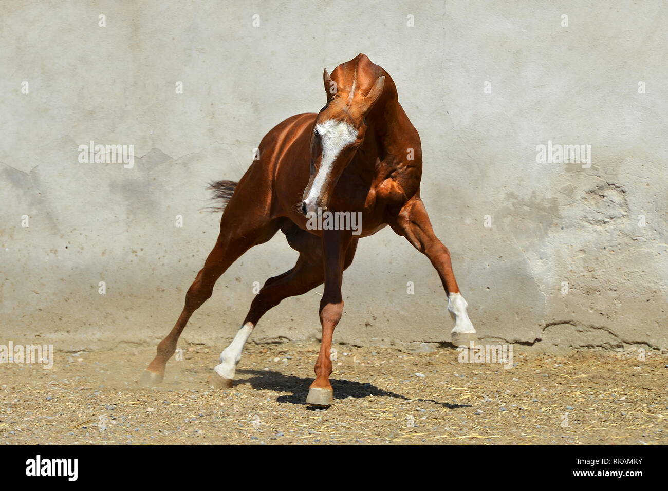 Chestnut with white colt hi-res stock photography and images - Alamy