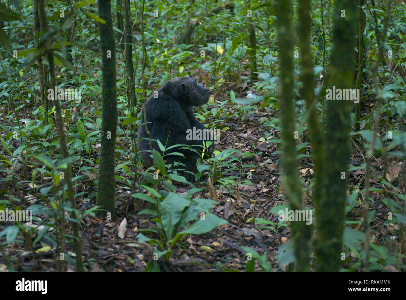 A Single Chimpanzee sitting in the dense green Forest in Uganda, East ...