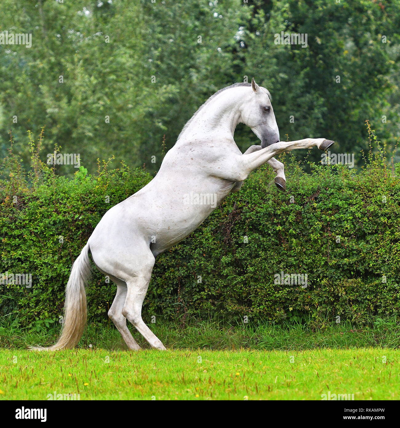 White Horse Standing Up
