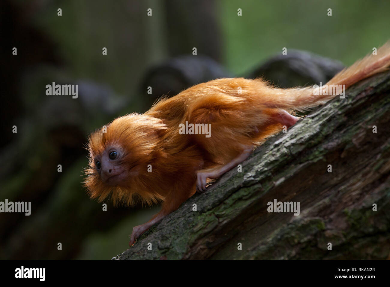 Golden monkey tree hi-res stock photography and images - Alamy