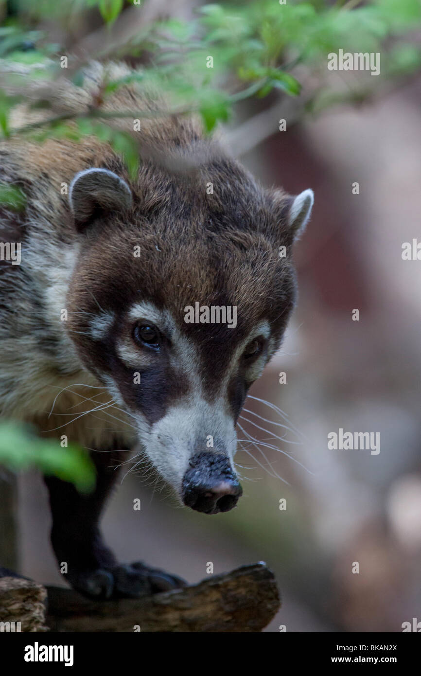 Coati or pizote (Nasua narica Stock Photo - Alamy
