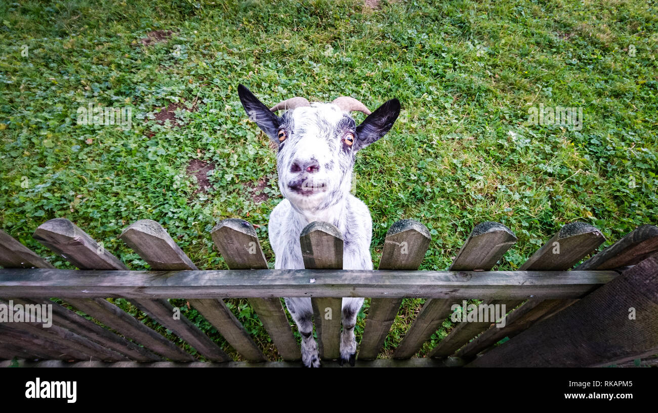 Goat looking over fence hi-res stock photography and images - Alamy