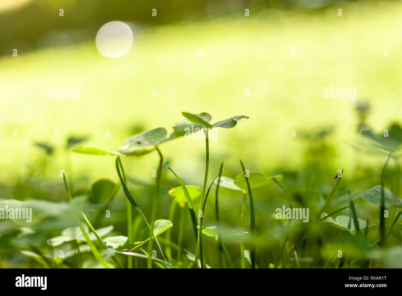 Clover Grass High Resolution Stock Photography and Images - Alamy