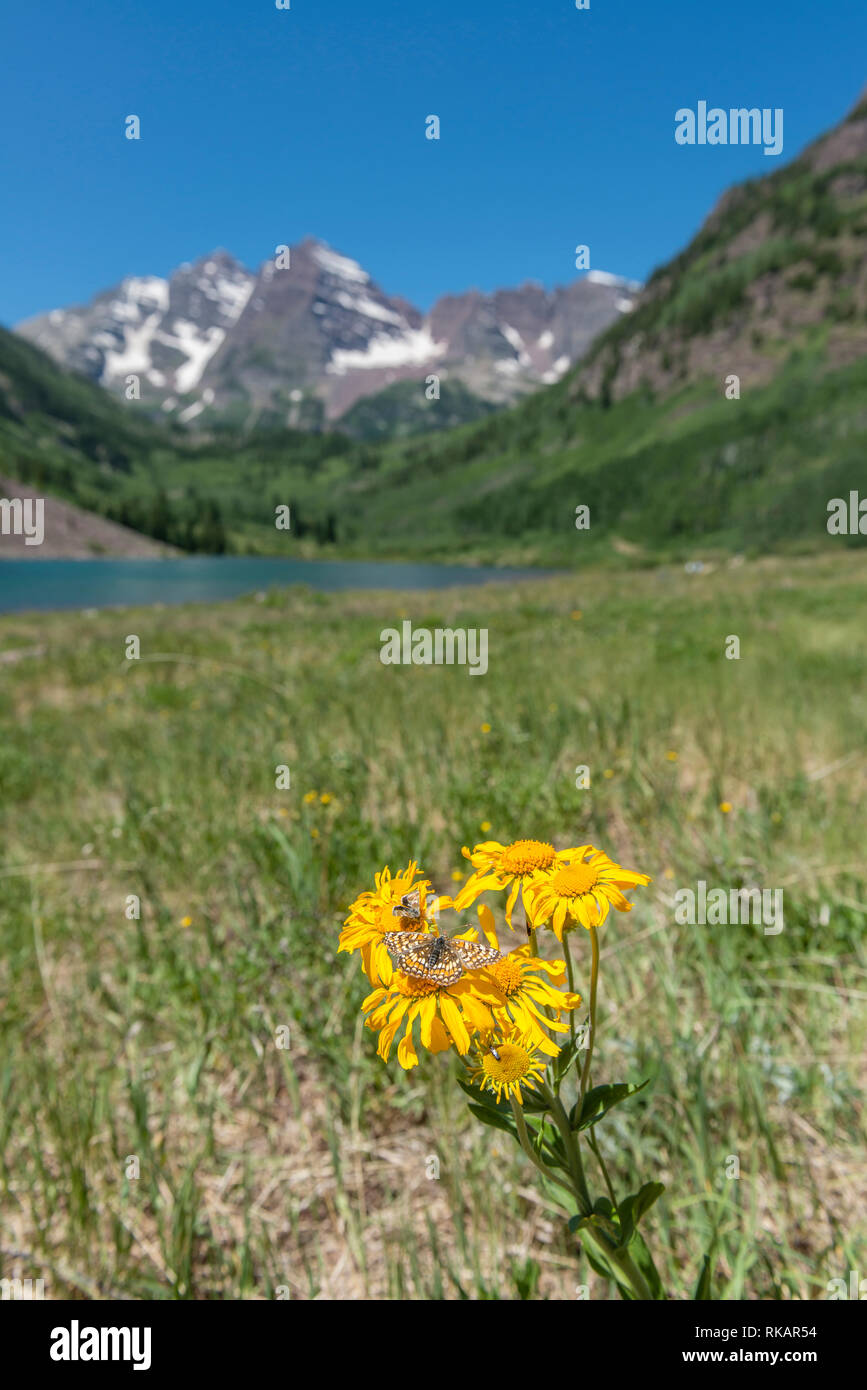 Deadly bells hi-res stock photography and images - Alamy