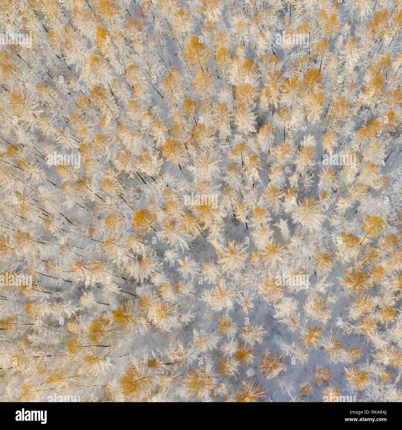 Aerial view of a winter snow-covered pine forest. Winter forest texture ...