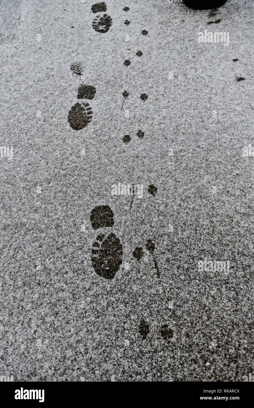 A mans boot and pet dog paw prints in light snow, Hastings, England, UK ...