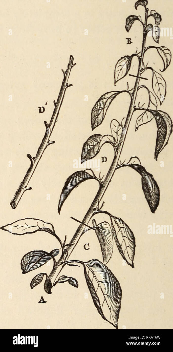 Shield Budding High Resolution Stock Photography and Images - Alamy