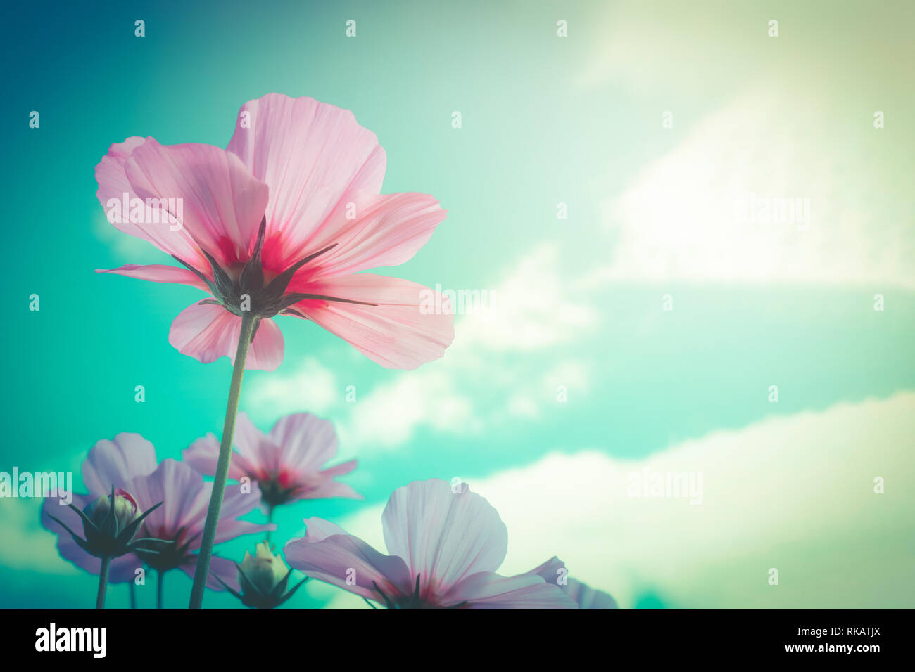 Retro flowers background hi-res stock photography and images - Alamy