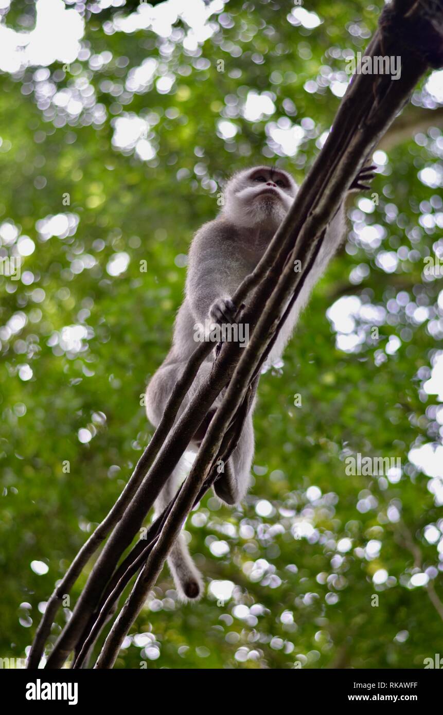 Macaque monkey climbing above me in the jungle Stock Photo - Alamy