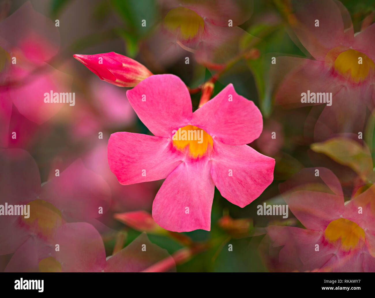 Soft to touch hi-res stock photography and images - Alamy