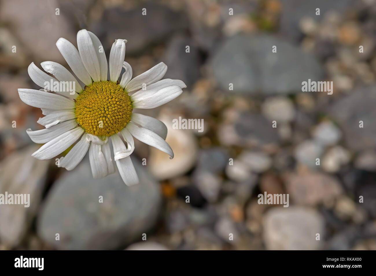Tiny daisy hi-res stock photography and images - Alamy