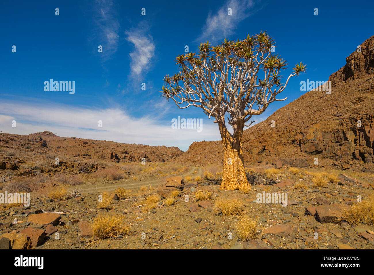 Quiver tree bird hi-res stock photography and images - Alamy