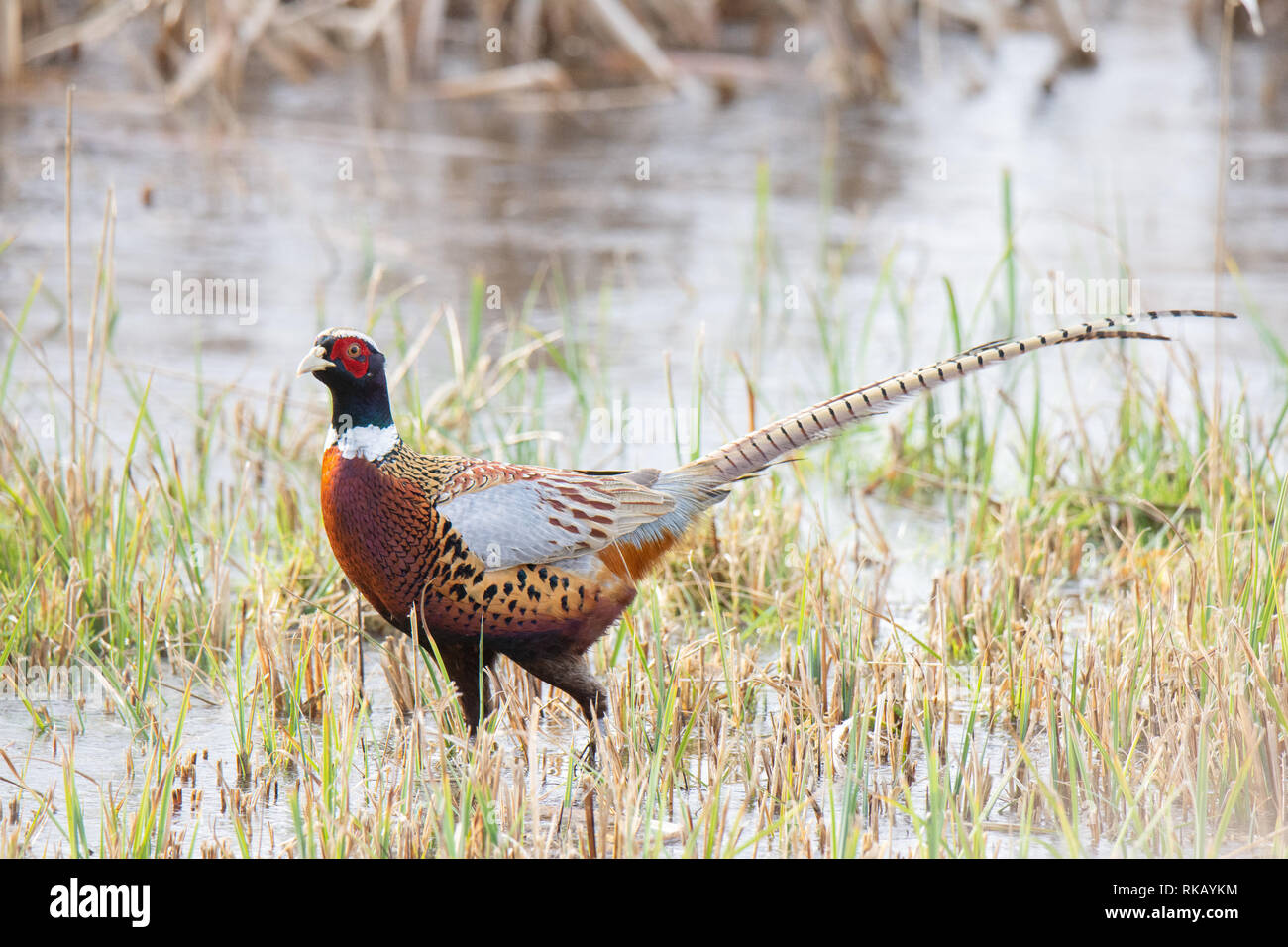 A male Pheasant wading through the reeds at Strumpshaw Fen Stock Photo ...