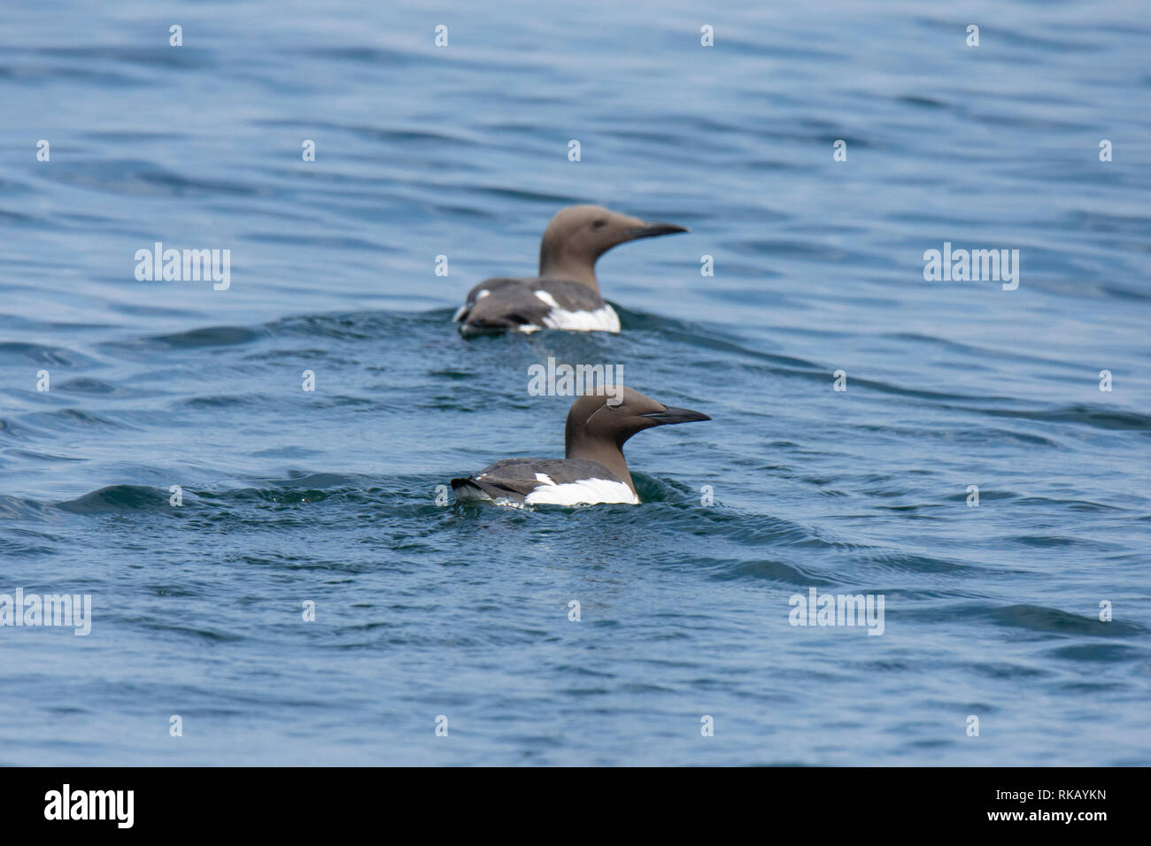 Puffin island anglesey hi-res stock photography and images - Alamy