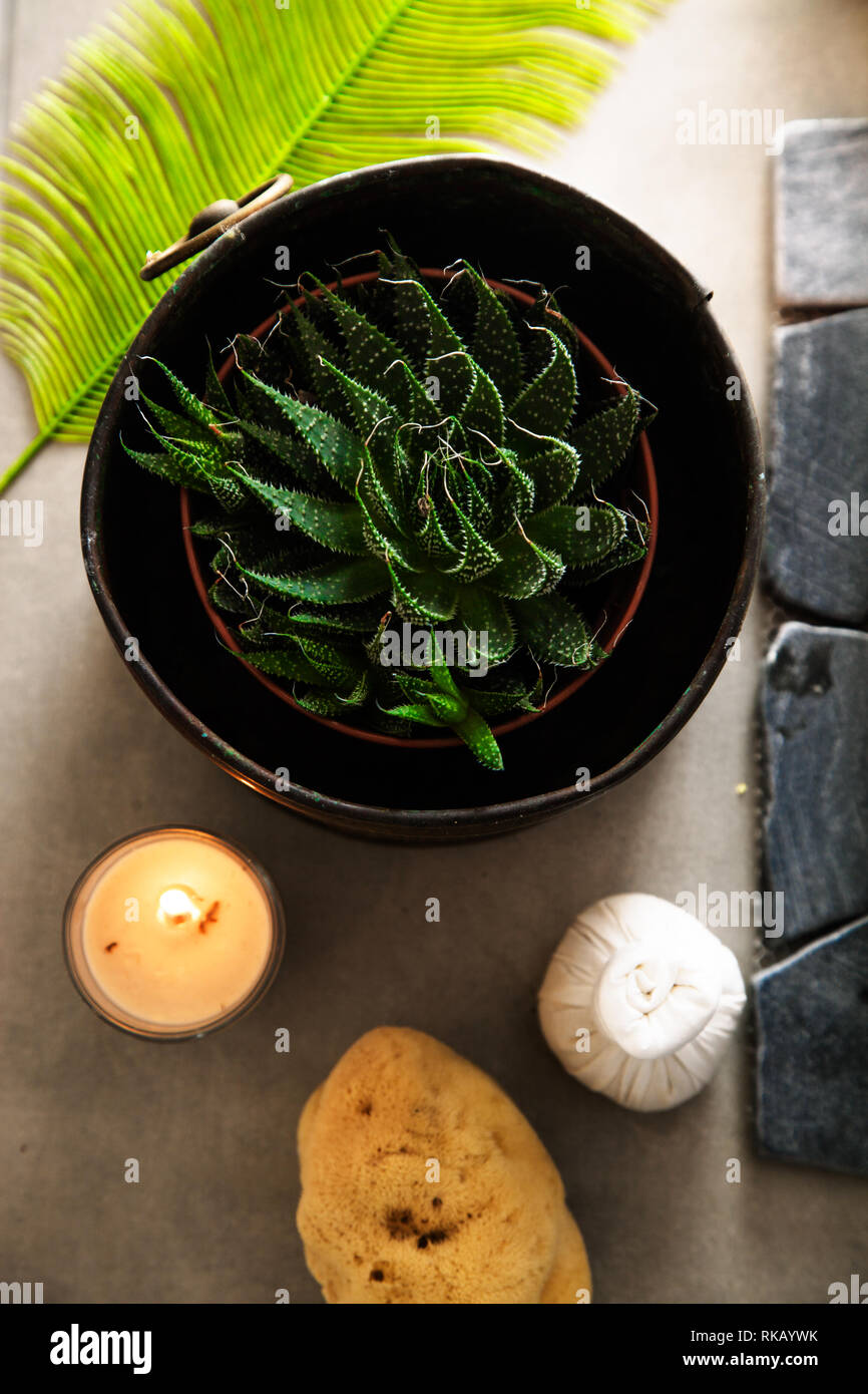 Spa and wellness. Spa products in natural setting Overhead flatlay of ...