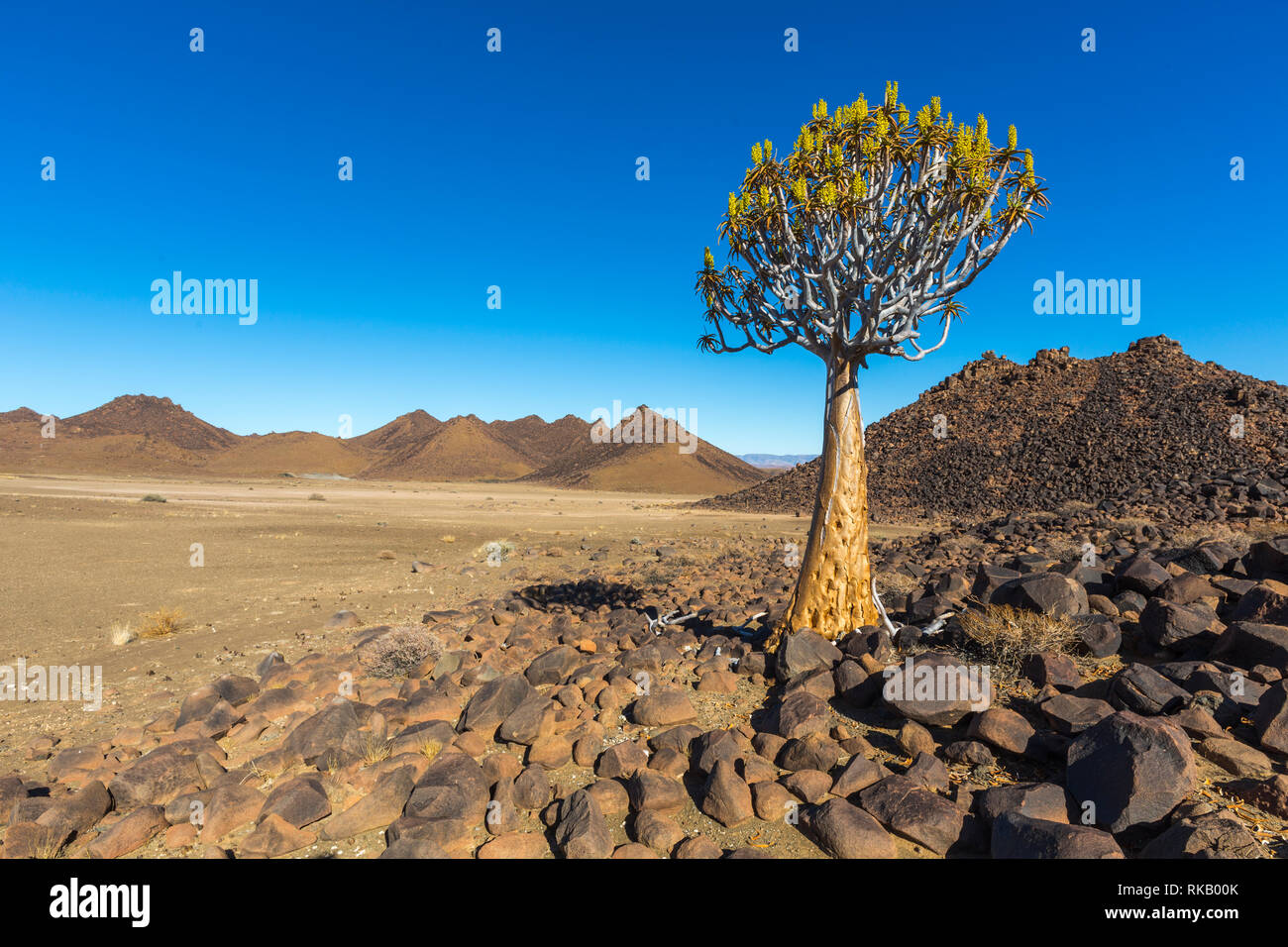 Quiver tree bird hi-res stock photography and images - Alamy