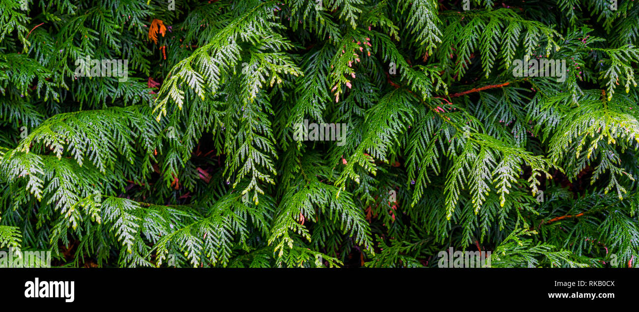 Coniferophyta coniferae hi-res stock photography and images - Alamy