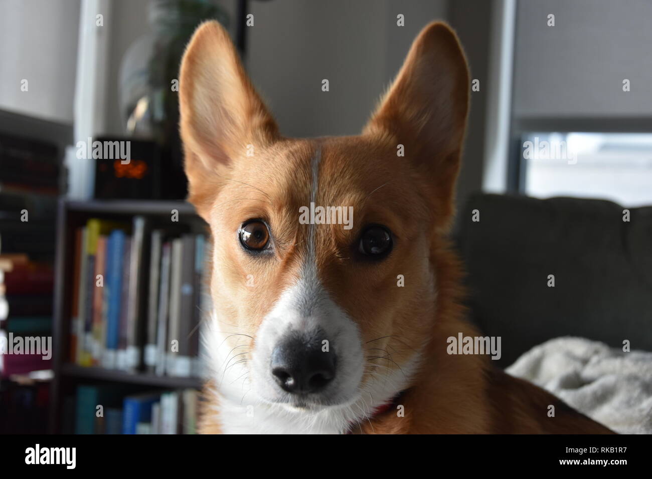 A young male red-sable Pembroke Welsh Corgi in his home, Boston ...
