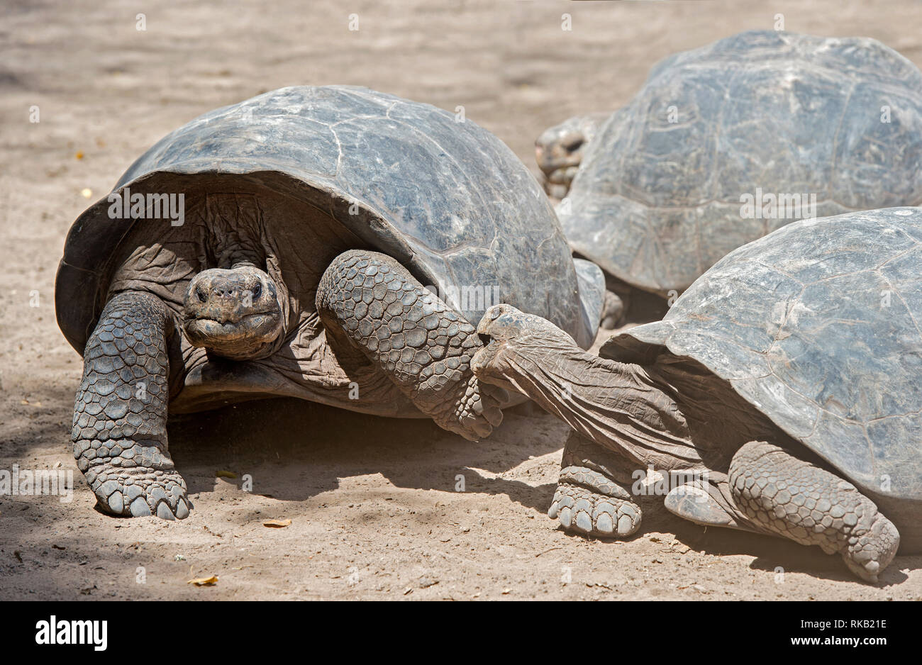 Mating behaviour, male Galápagos giant tortoise (Chelonoidis nigra ssp ...
