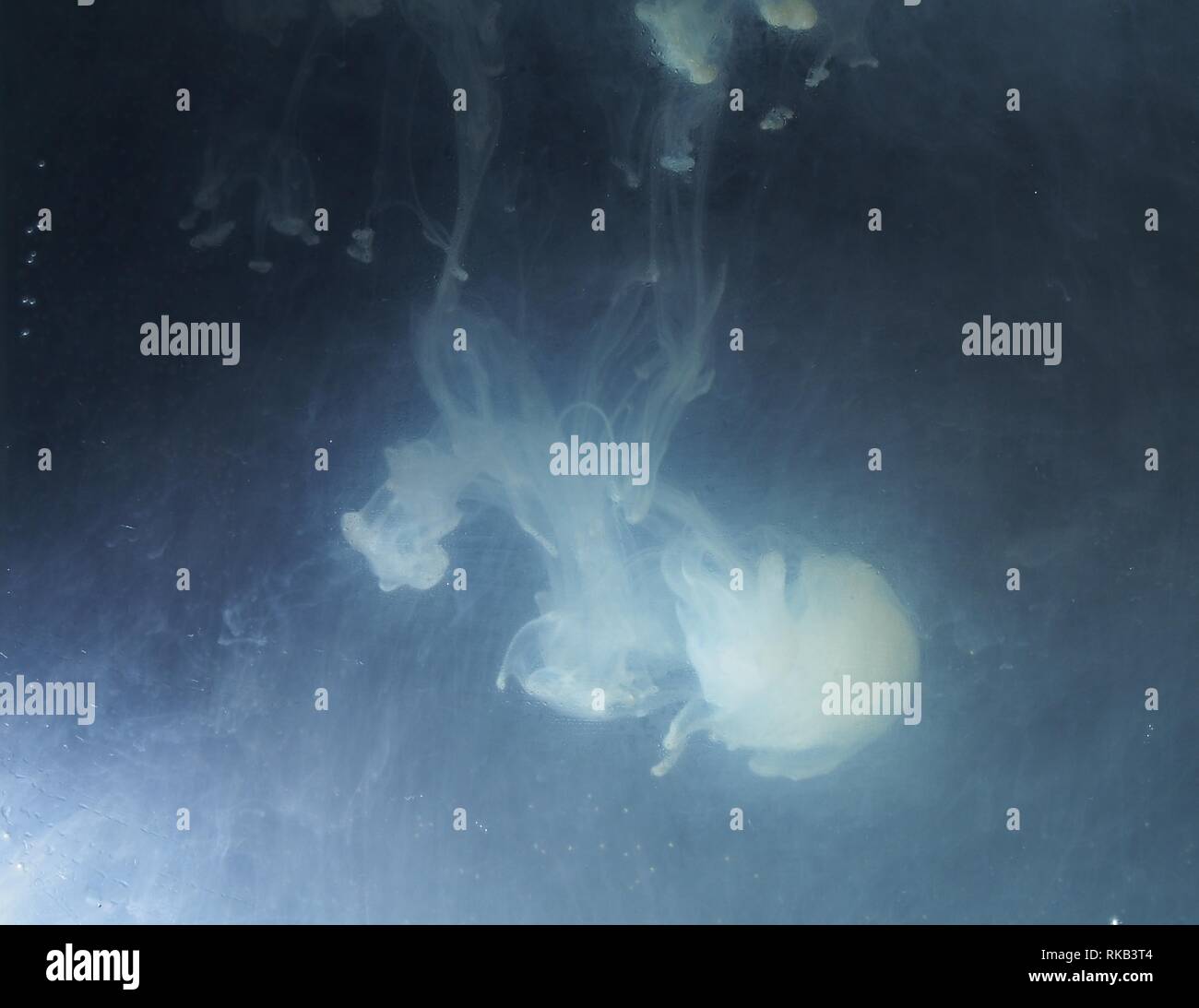 Variegated pigment hi-res stock photography and images - Alamy