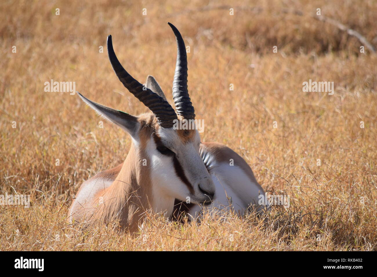 Baby animal hi-res stock photography and images - Alamy