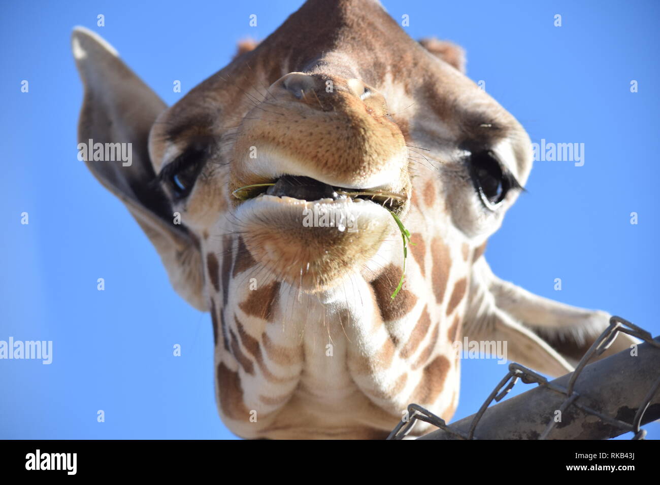 Giraffe saliva hi-res stock photography and images - Alamy