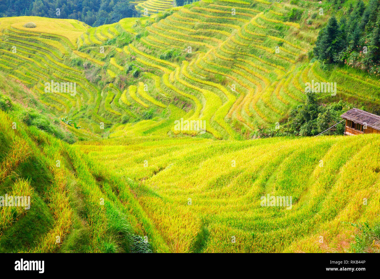 The Longsheng Rice Terraces(Dragon's Backbone) also known as Longji ...