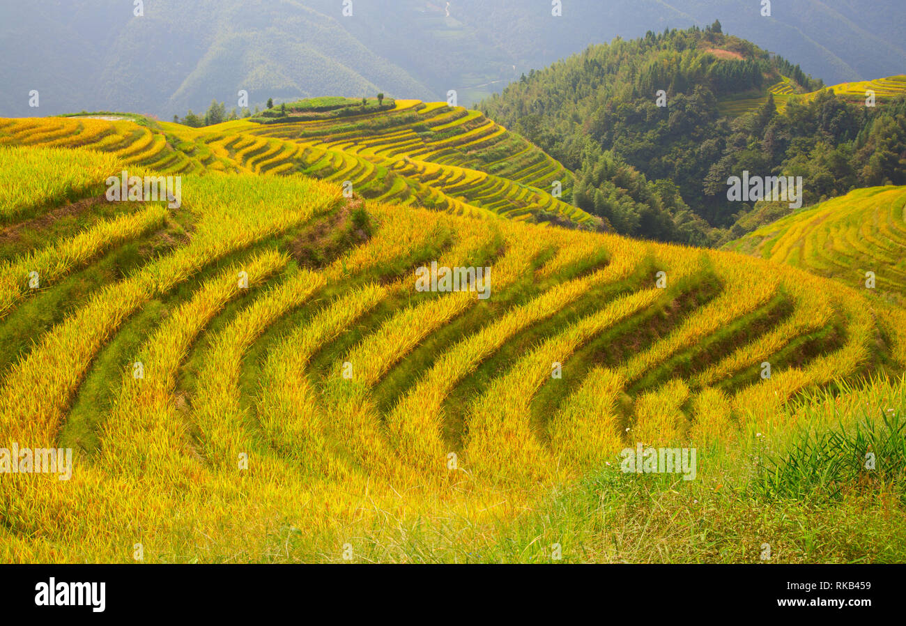 The Longsheng Rice Terraces(Dragon's Backbone) also known as Longji ...