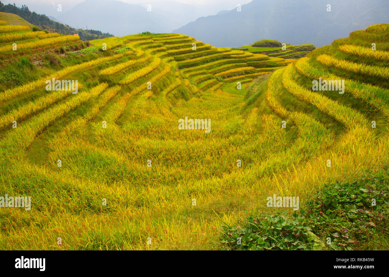 The Longsheng Rice Terraces(Dragon's Backbone) also known as Longji ...