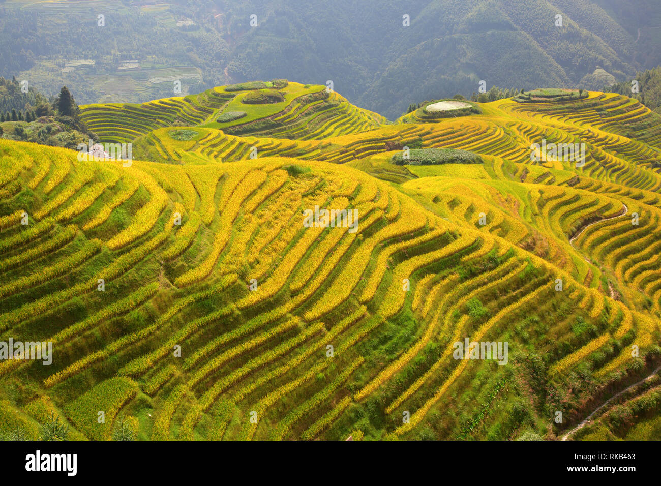 The Longsheng Rice Terraces(Dragon's Backbone) also known as Longji ...