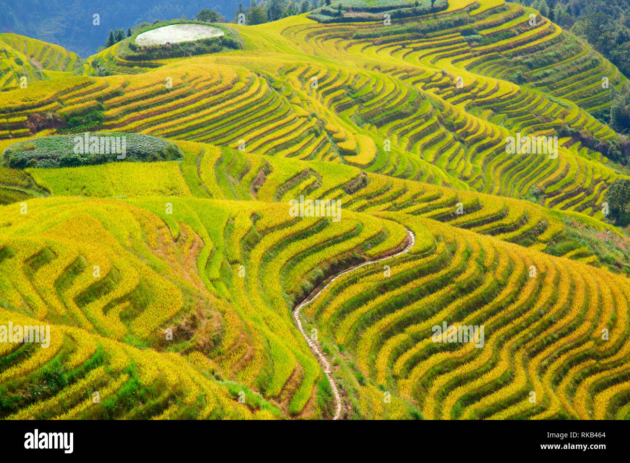 The Longsheng Rice Terraces(Dragon's Backbone) also known as Longji Rice Terraces are located in ...