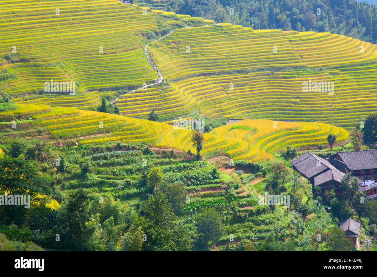 The Longsheng Rice Terraces(Dragon's Backbone) also known as Longji ...