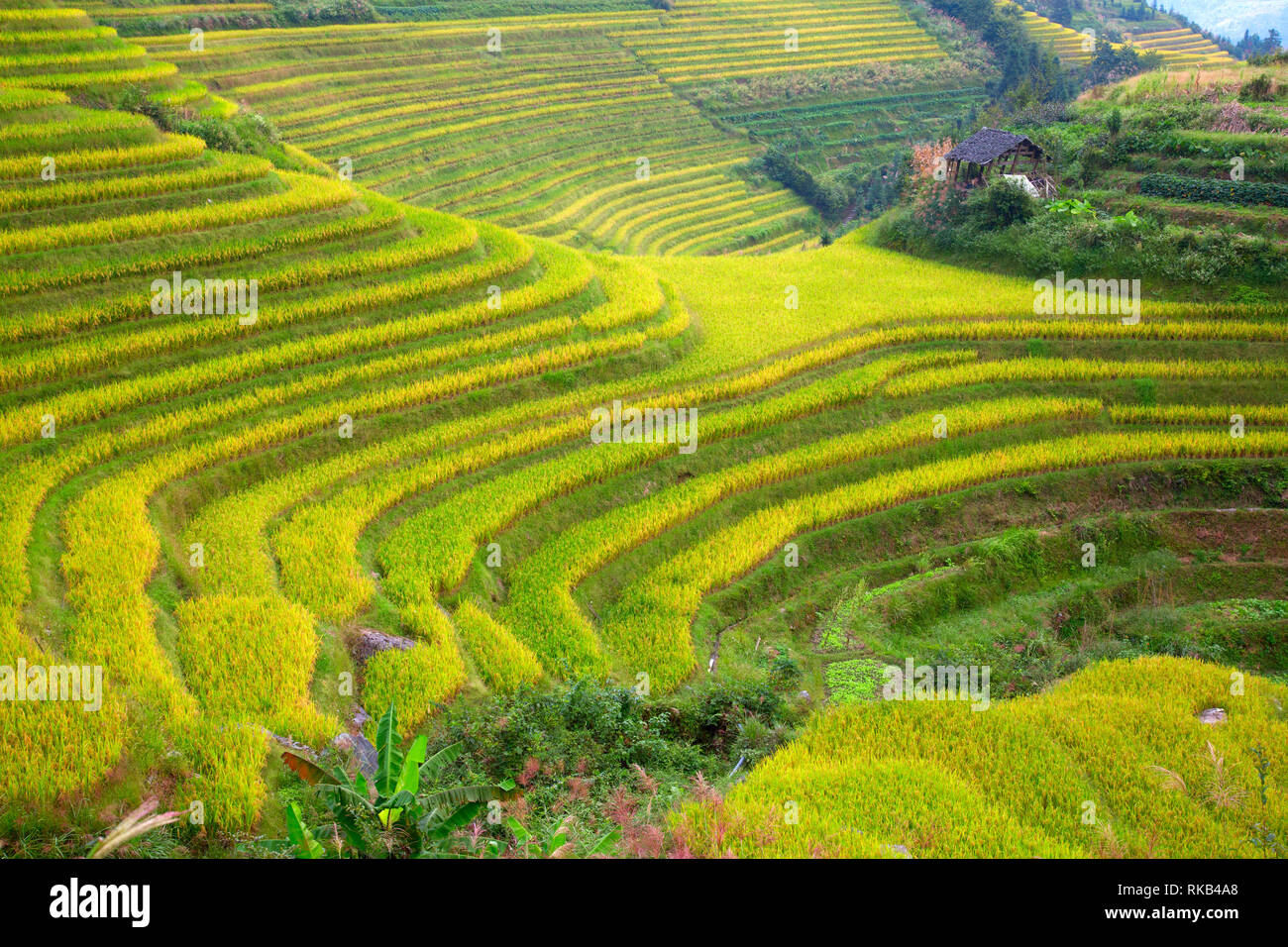 The Longsheng Rice Terraces(Dragon's Backbone) also known as Longji ...