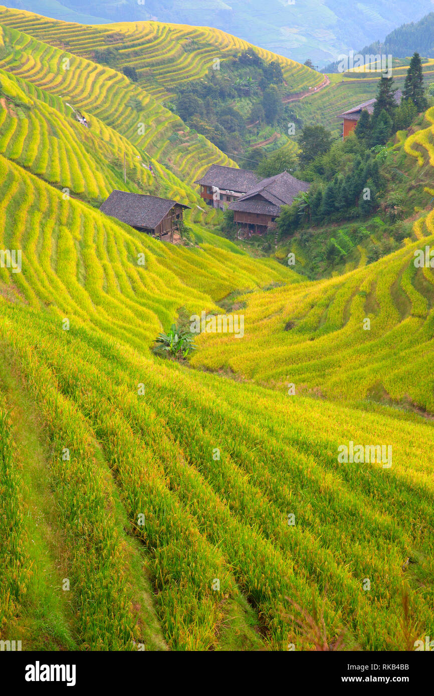 The Longsheng Rice Terraces(Dragon's Backbone) also known as Longji ...